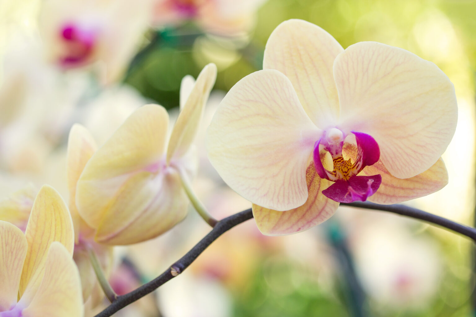 As flores de cada mês no Brasil – Floresnet Blog
